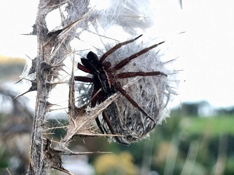 List of Orange Spiders - Flora Fauna Fun