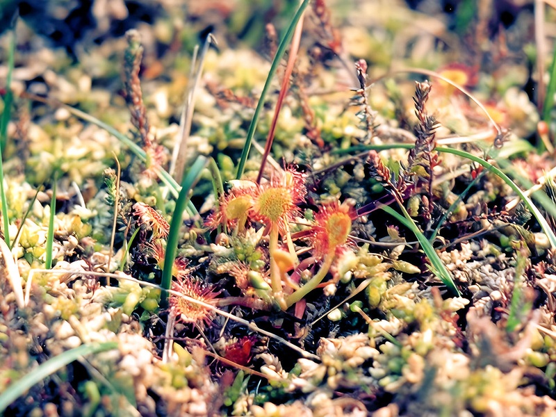 The Complete List of Ireland's Native Plants - Flora Fauna Fun