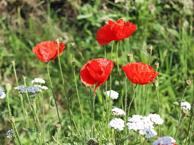 Sweden's Native Plants: The Complete List - Flora Fauna Fun