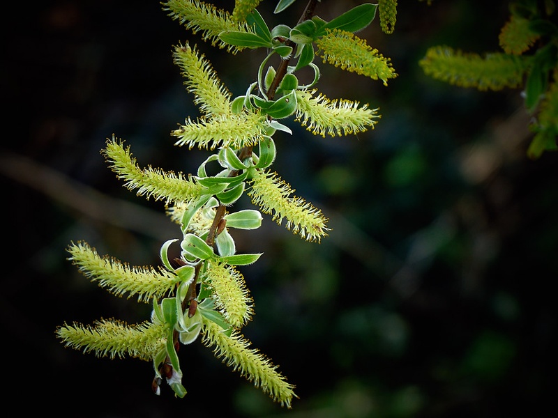 Trees of Scotland: The Complete List - Flora Fauna Fun