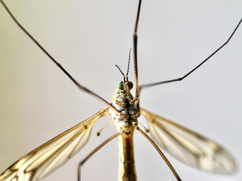 Taiga Insects: The Complete List - Flora Fauna Fun