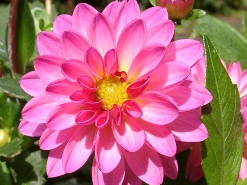 The Complete List of Big Red Flowers - Flora Fauna Fun