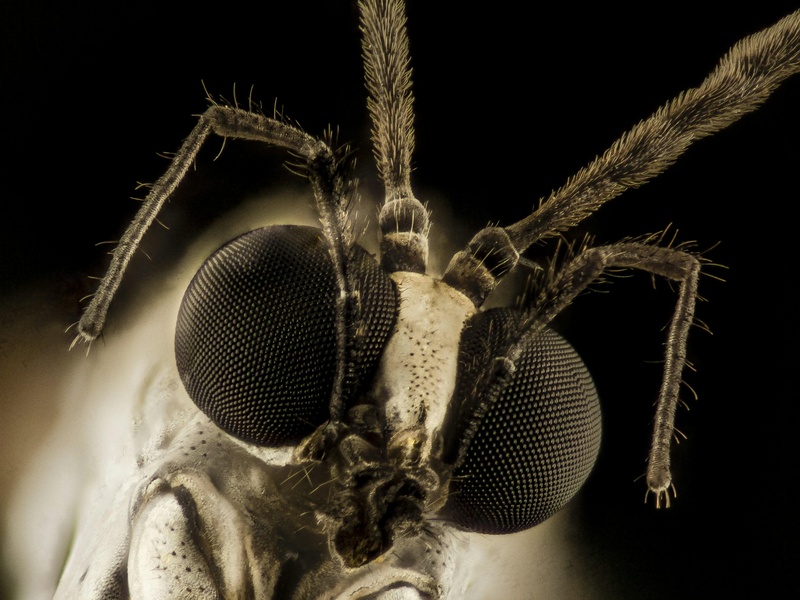 Taiga Insects: The Complete List - Flora Fauna Fun