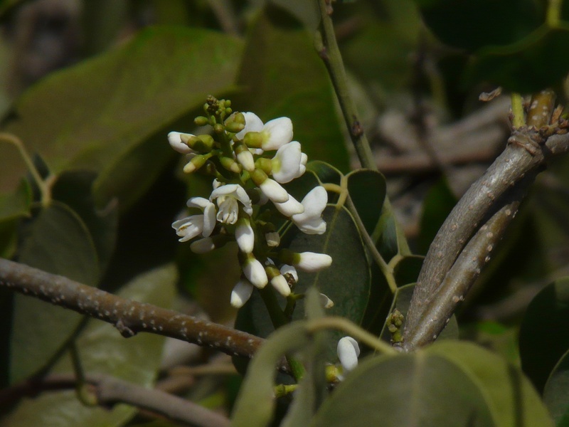 Rainforest Vines: The Complete List - Flora Fauna Fun
