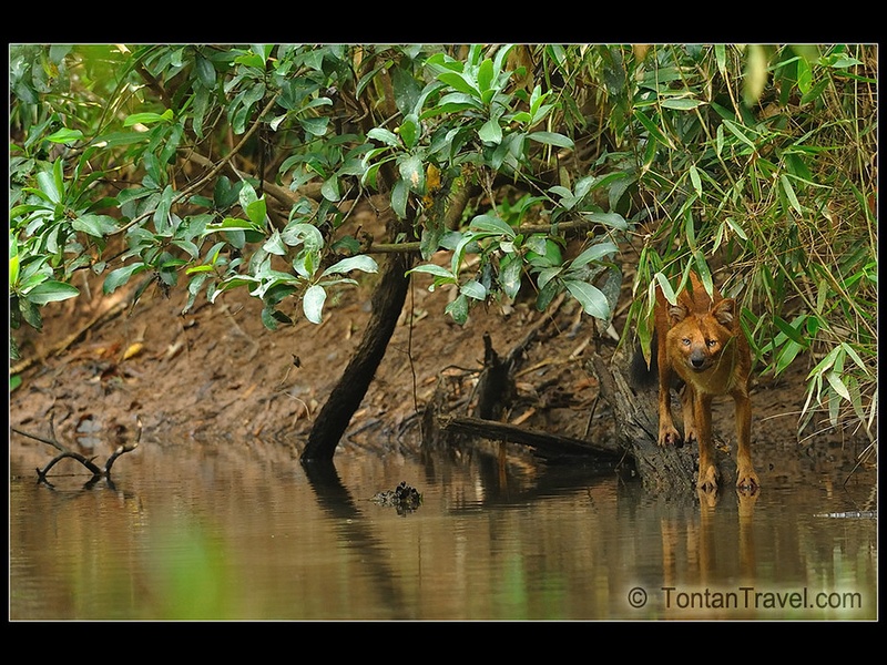 The Complete List of Asian Rainforest Animals - Flora Fauna Fun
