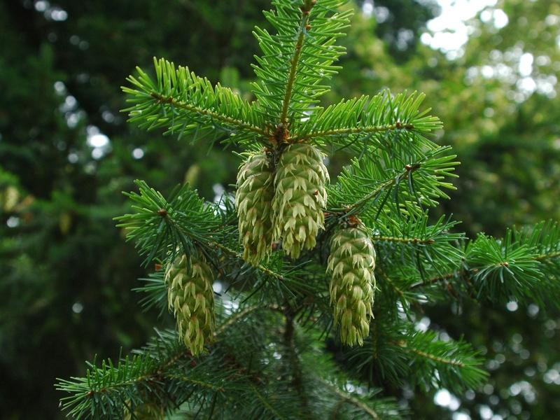 Trees of Poland: The Complete List - Flora Fauna Fun