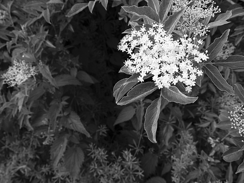 Sweden's Native Plants: The Complete List - Flora Fauna Fun