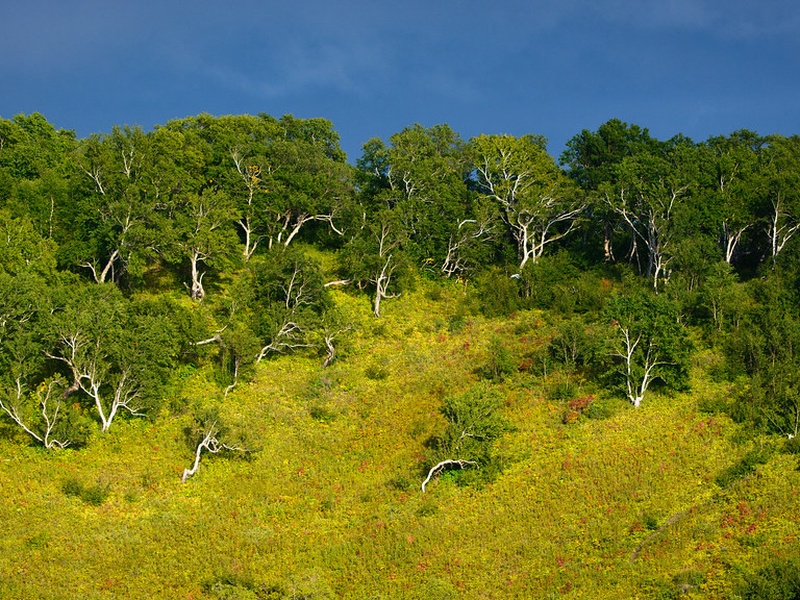 Trees Of Russia: The Complete List - Flora Fauna Fun