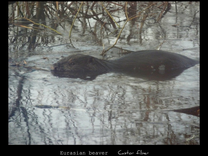 List of Scotland's Native Animals - Flora Fauna Fun