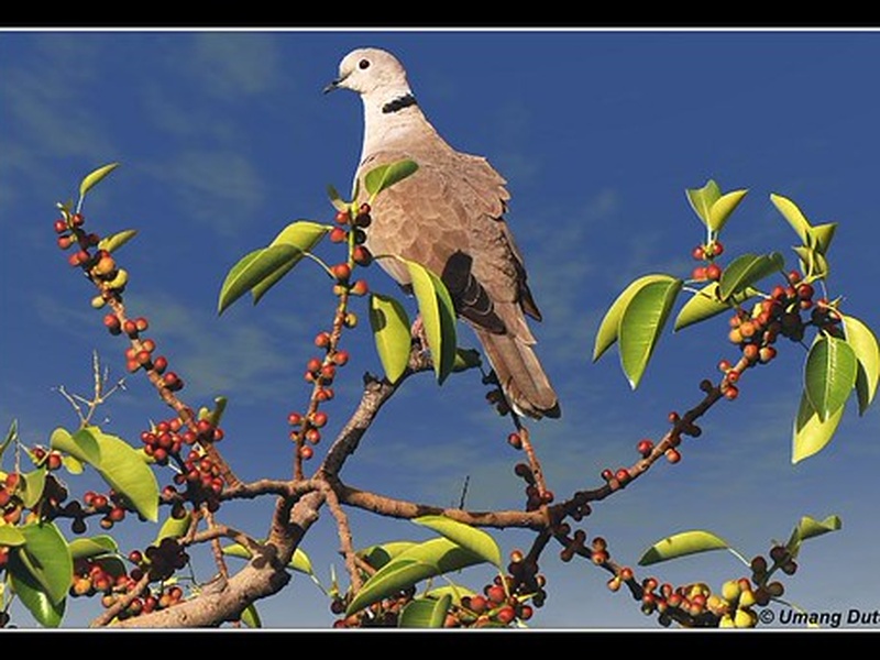 Birds Of India: The Complete List - Flora Fauna Fun