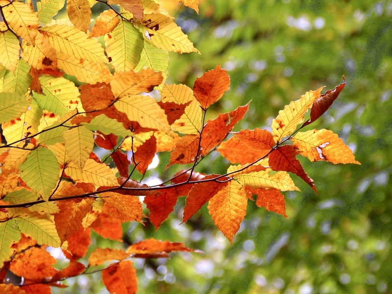 Plants of Germany: The Complete List - Flora Fauna Fun