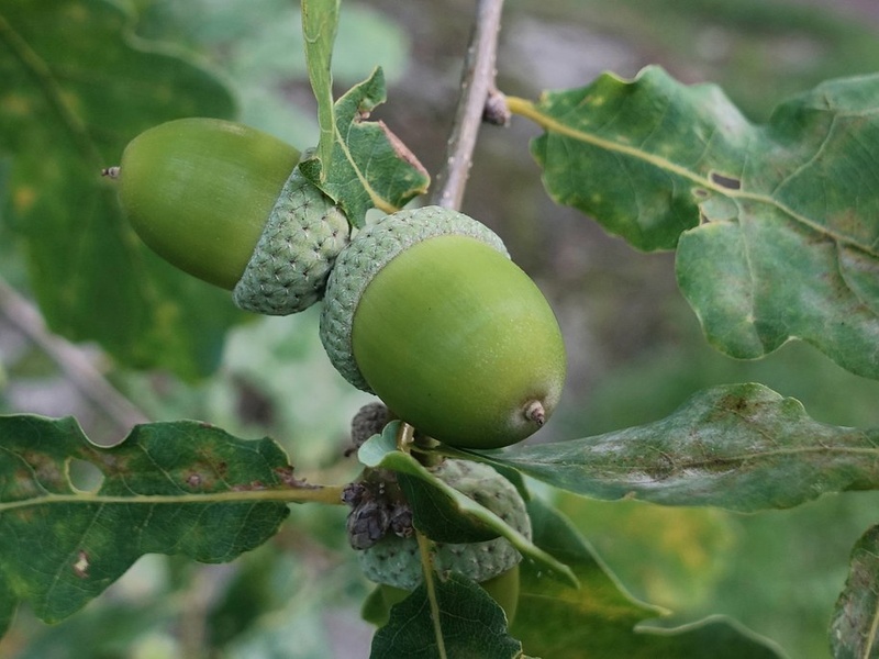 Trees Of Russia: The Complete List - Flora Fauna Fun