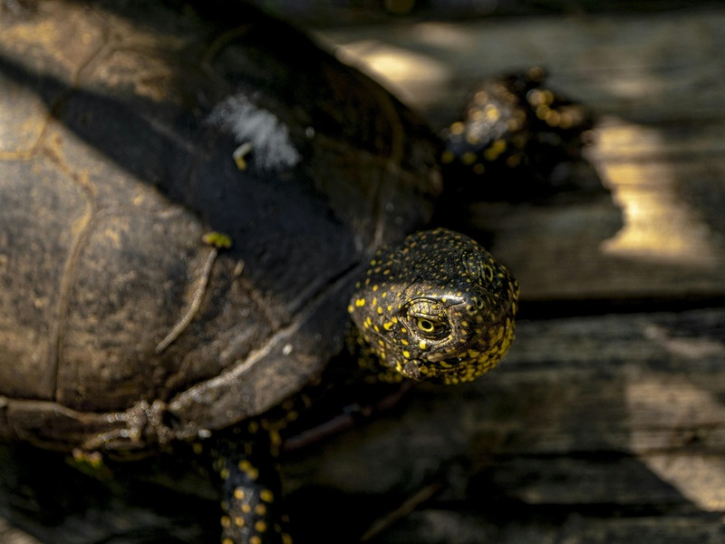 List of Austria's Native Animals - Flora Fauna Fun