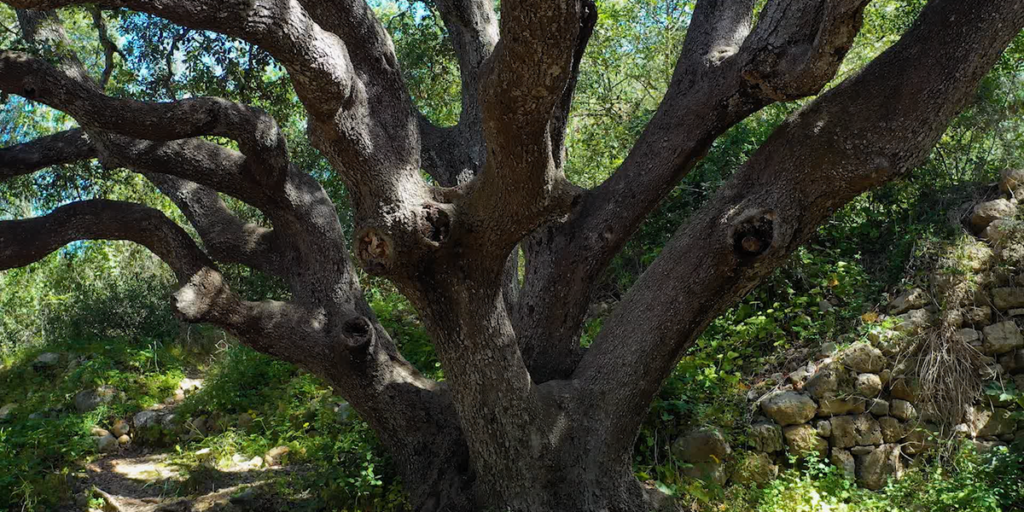 Mediterranean Forest Trees: The Complete List - Flora Fauna Fun