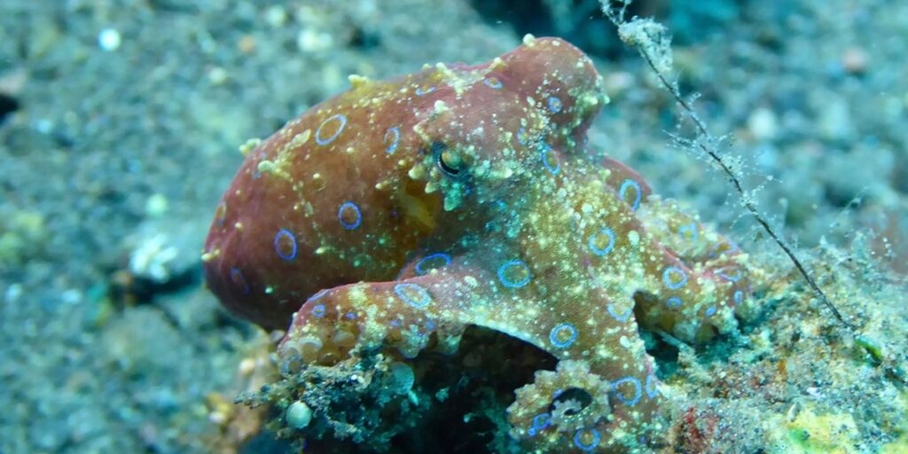 7 Famous Octopuses (and their Names) - Flora Fauna Fun