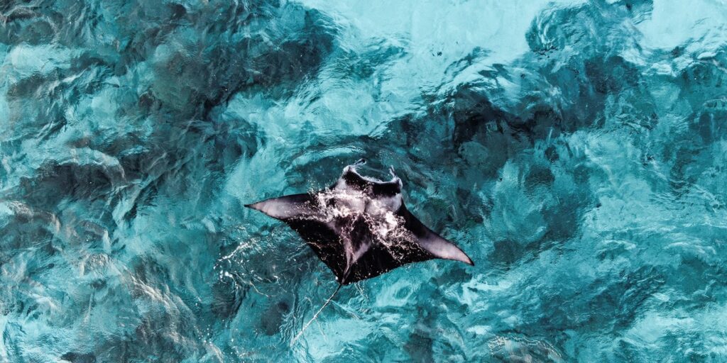 10 Characteristics of a Manta Ray - Flora Fauna Fun