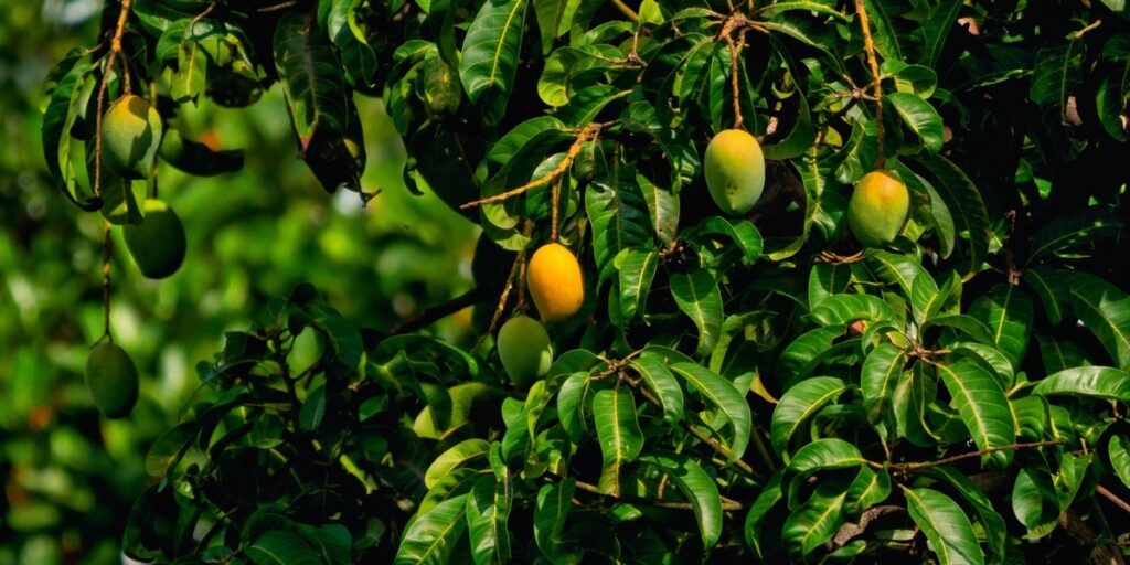 Trees of Haiti: The Complete List - Flora Fauna Fun