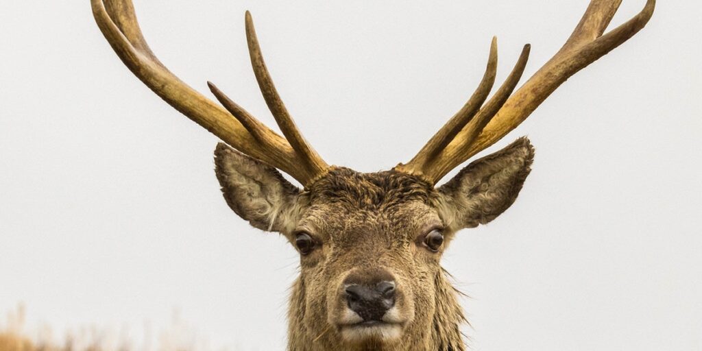 Germany's Native Animals: The Complete List - Flora Fauna Fun