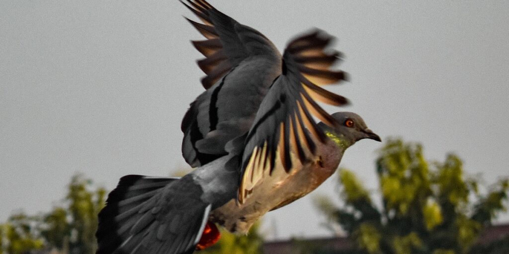 8 Characteristics of Urban Wildlife - Flora Fauna Fun