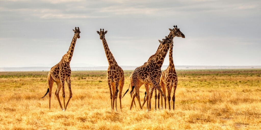 List of Ungulate Examples - Flora Fauna Fun