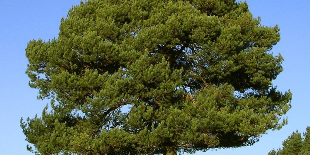 Trees of Scotland: The Complete List - Flora Fauna Fun