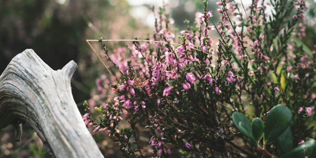 Sweden's Native Plants: The Complete List - Flora Fauna Fun