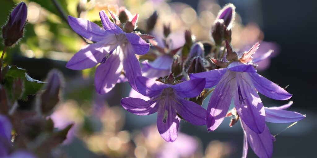 Plants of Croatia - Flora Fauna Fun