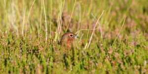 The Complete List of Ireland's Native Plants - Flora Fauna Fun