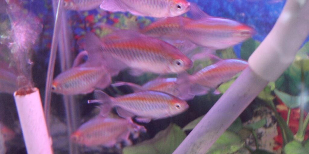 Fish Of The Democratic Republic Of The Congo - Flora Fauna Fun