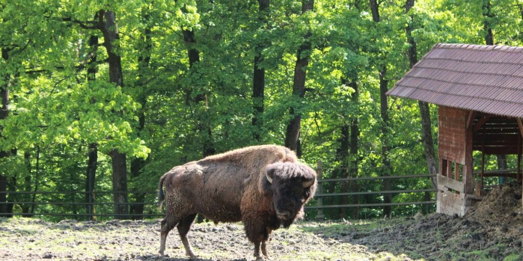 Animals Of Ukraine: The Complete List - Flora Fauna Fun