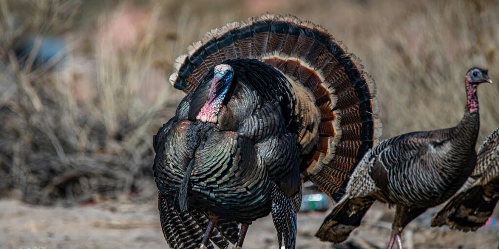 5 Famous Turkeys (and their Names) - Flora Fauna Fun