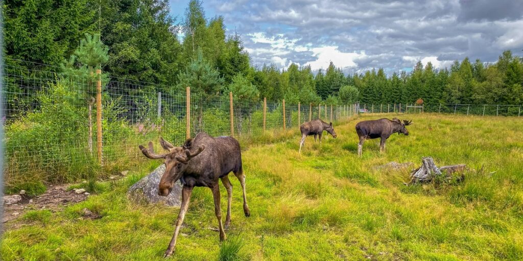 Mammals of Lithuania: The Complete List - Flora Fauna Fun