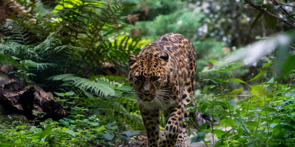 List of Endangered Species in Paraguay - Flora Fauna Fun