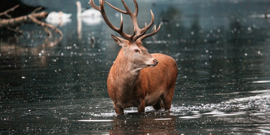 List of Scotland's Native Animals - Flora Fauna Fun