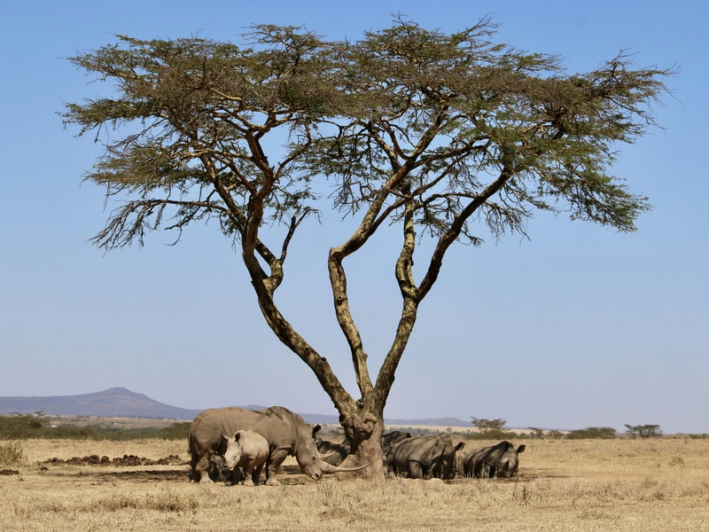 Plants of Uganda: The Complete List - Flora Fauna Fun