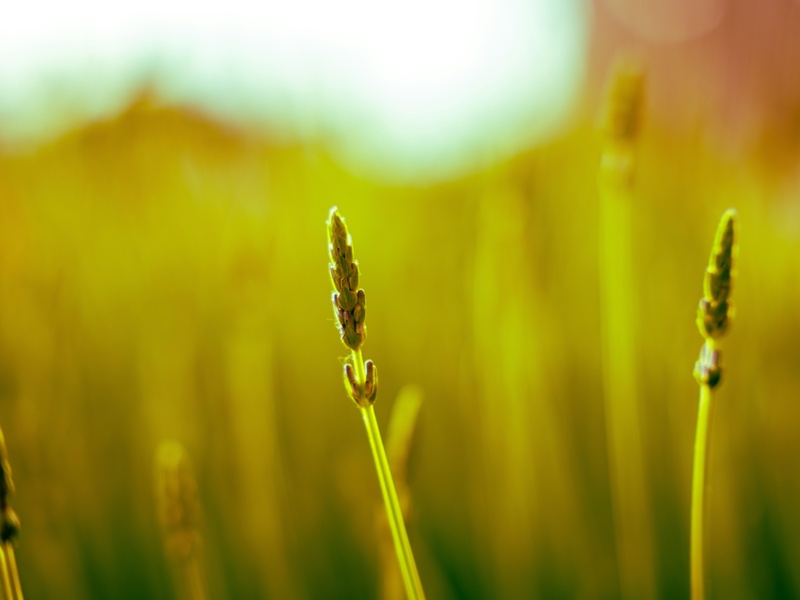 Sweden's Native Plants: The Complete List - Flora Fauna Fun