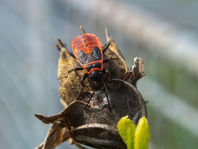 List of Austria's Native Animals - Flora Fauna Fun