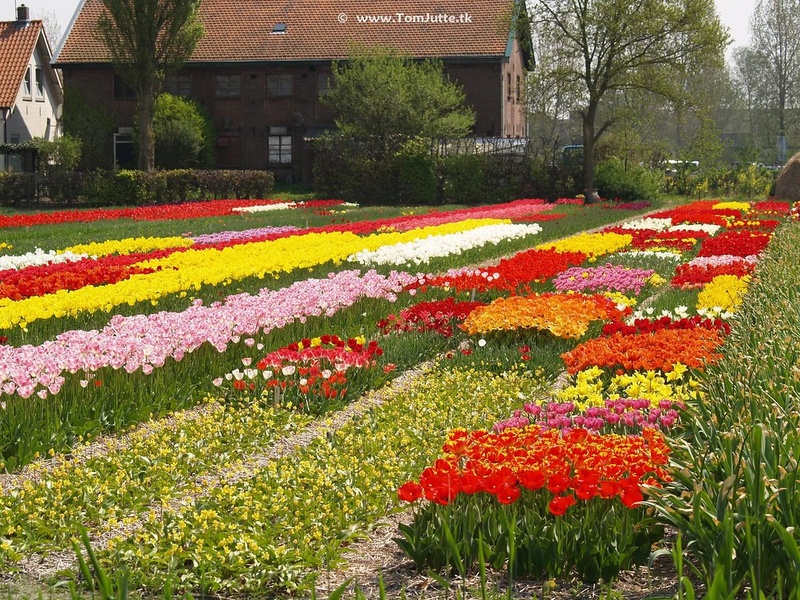 Flowers of Poland: The Complete List - Flora Fauna Fun