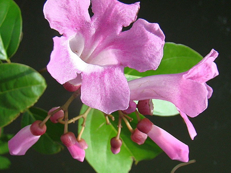 Rainforest Vines: The Complete List - Flora Fauna Fun