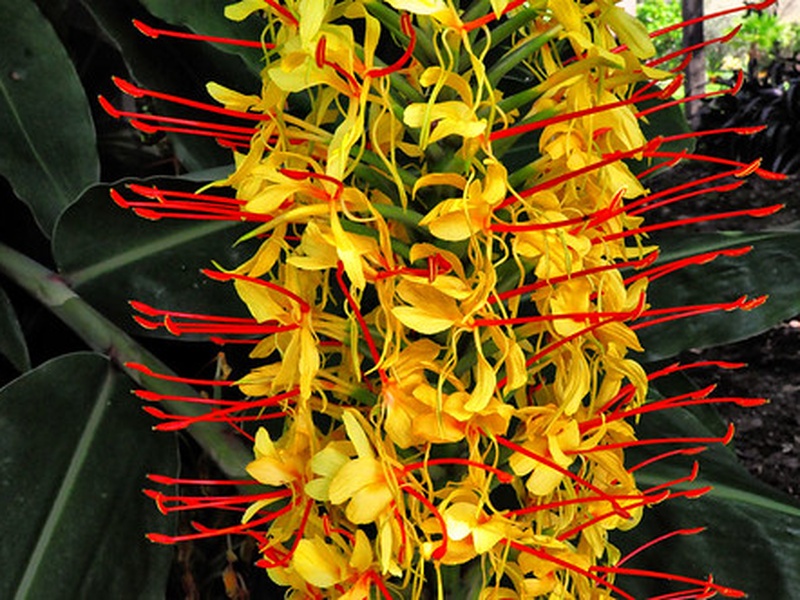 Plants Of Barbados: The Complete List - Flora Fauna Fun