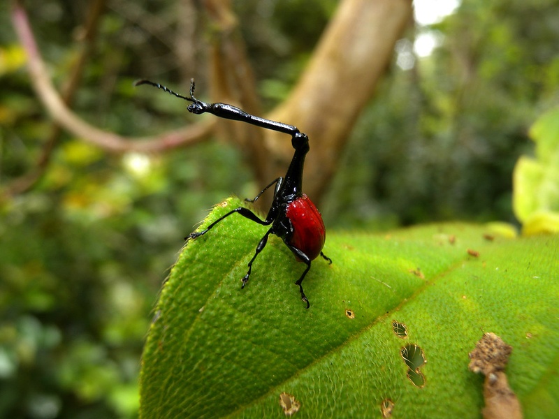 Madagascar's Native Animals: The Complete List - Flora Fauna Fun