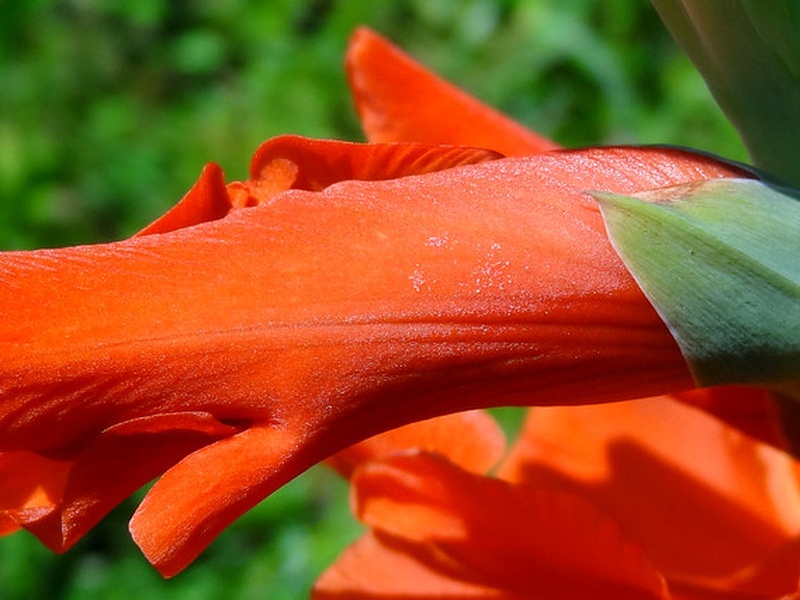 The Complete List of Big Red Flowers - Flora Fauna Fun
