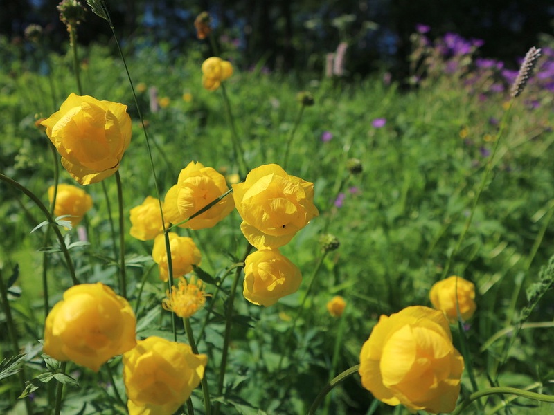 Flowers of Poland: The Complete List - Flora Fauna Fun