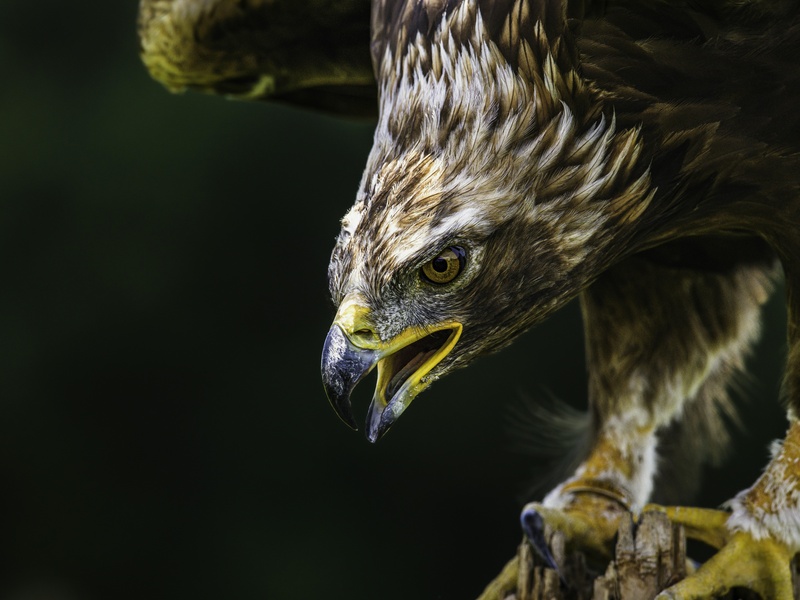 List of Scotland's Native Animals - Flora Fauna Fun