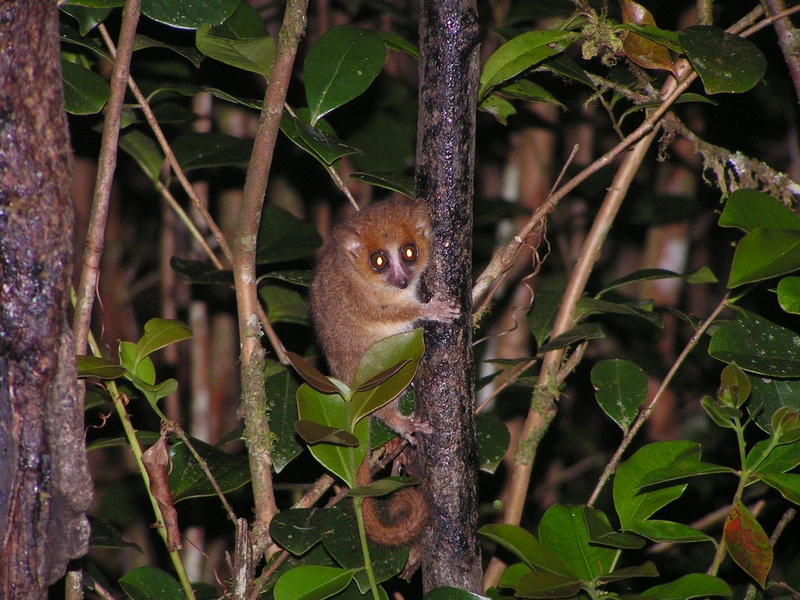 Madagascar's Native Animals: The Complete List - Flora Fauna Fun