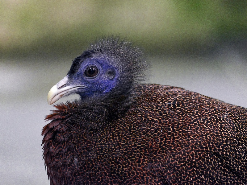 The Complete List of Asian Rainforest Animals - Flora Fauna Fun