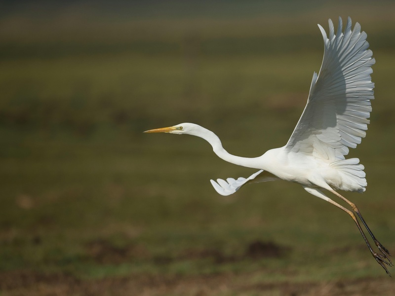 Birds of Taiwan: The Complete List - Flora Fauna Fun
