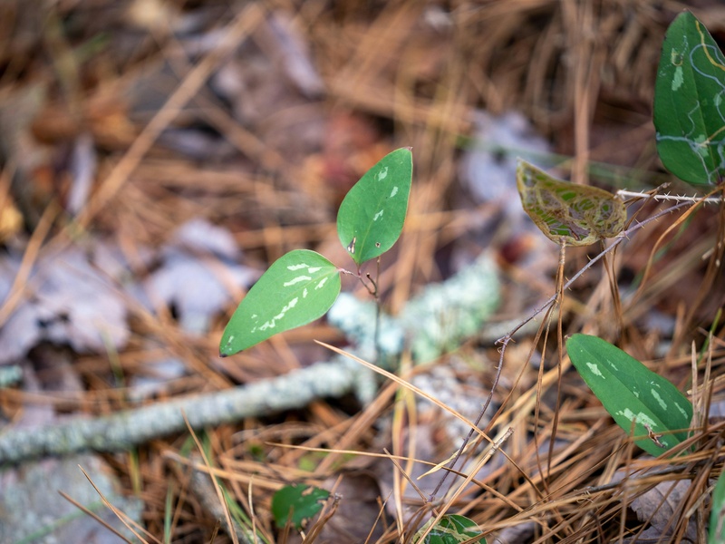Rainforest Vines: The Complete List - Flora Fauna Fun