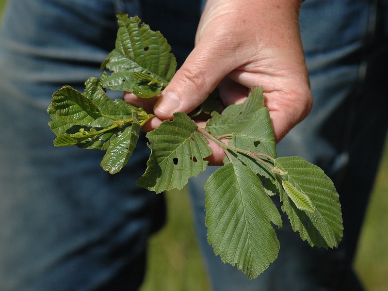 Sweden's Native Plants: The Complete List - Flora Fauna Fun