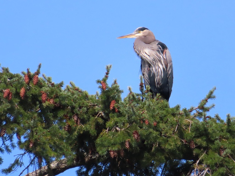List of Austria's Native Animals - Flora Fauna Fun